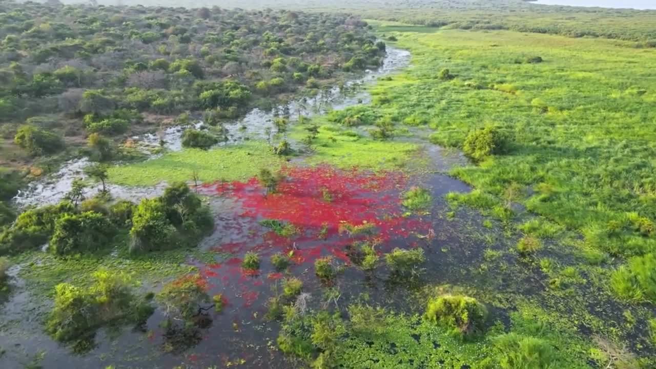 Parc national de l'Akagera, Afrique : un drone capture la majestueuse ...