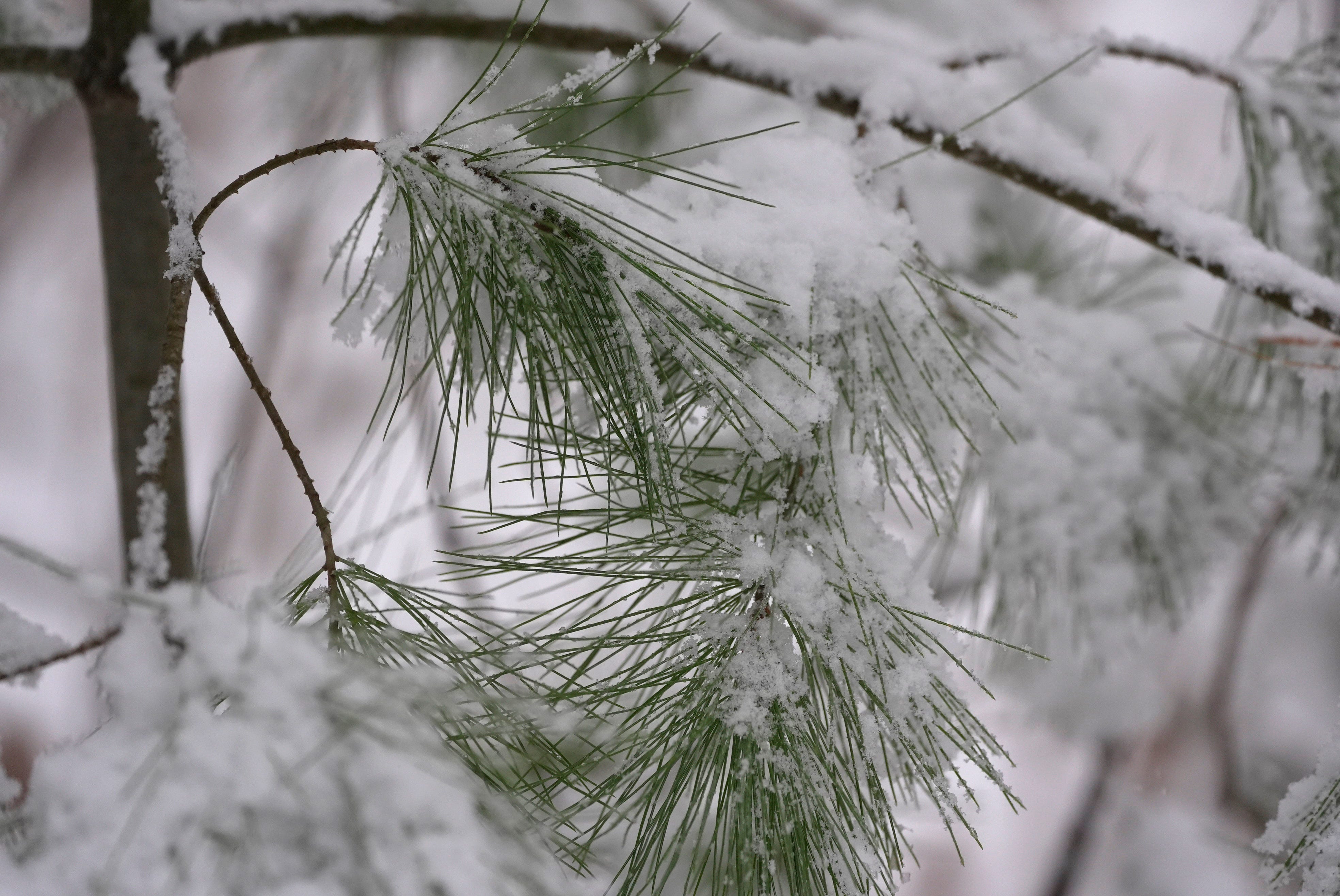 Rochester rings in 2026 with snow and frigid temperatures