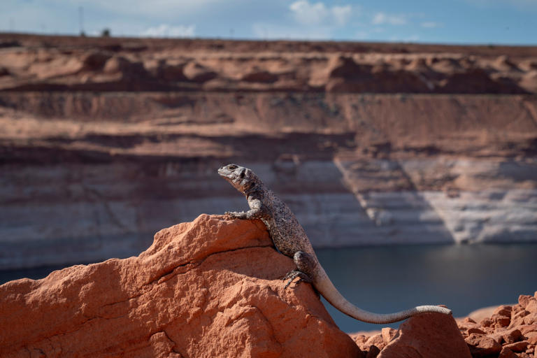 Feds summon 7 Colorado River governors for last-ditch drought talks