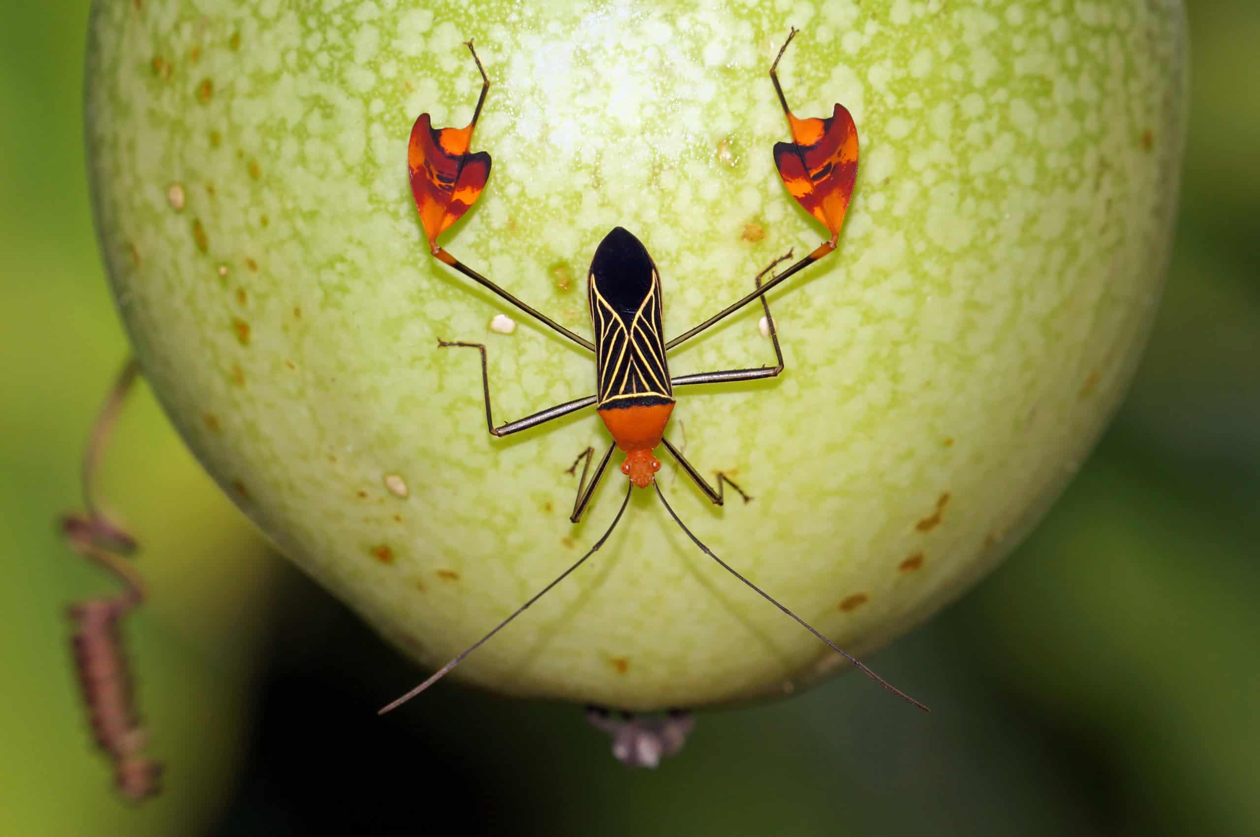 This bug looks like it’s ready for a night at the disco