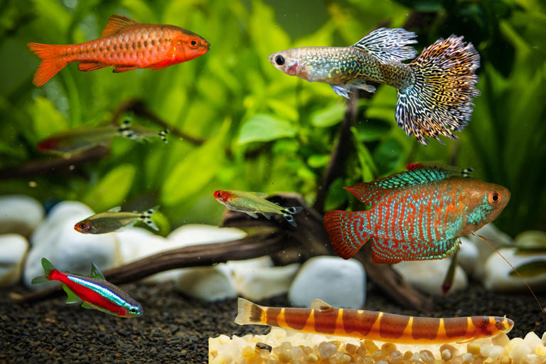 Best community tank tropical fish 2025: Here are 18 chilled pet fish ...