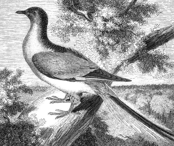 7 extinct birds that should never be forgotten