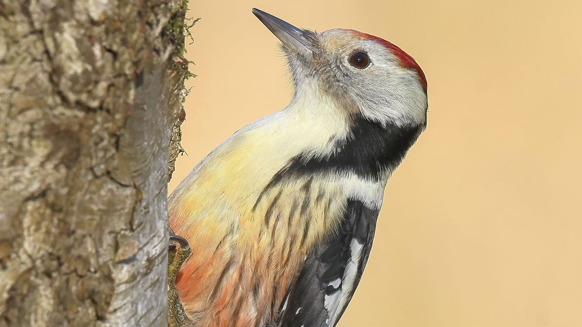 Specht füttern: Die besten Tipps und Tricks