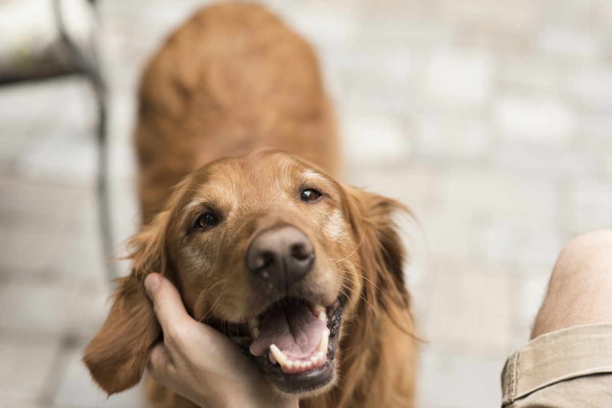 7 signs your dog considers you their hero, says a trainer