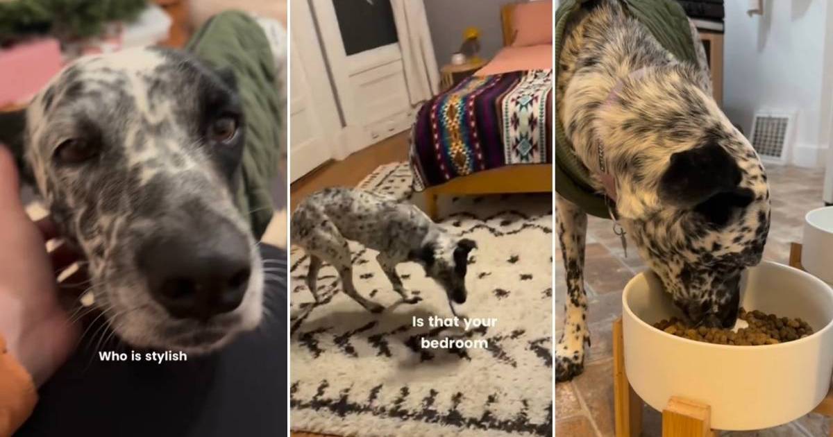 Rescue dog marks 'first steps' in forever home before Christmas