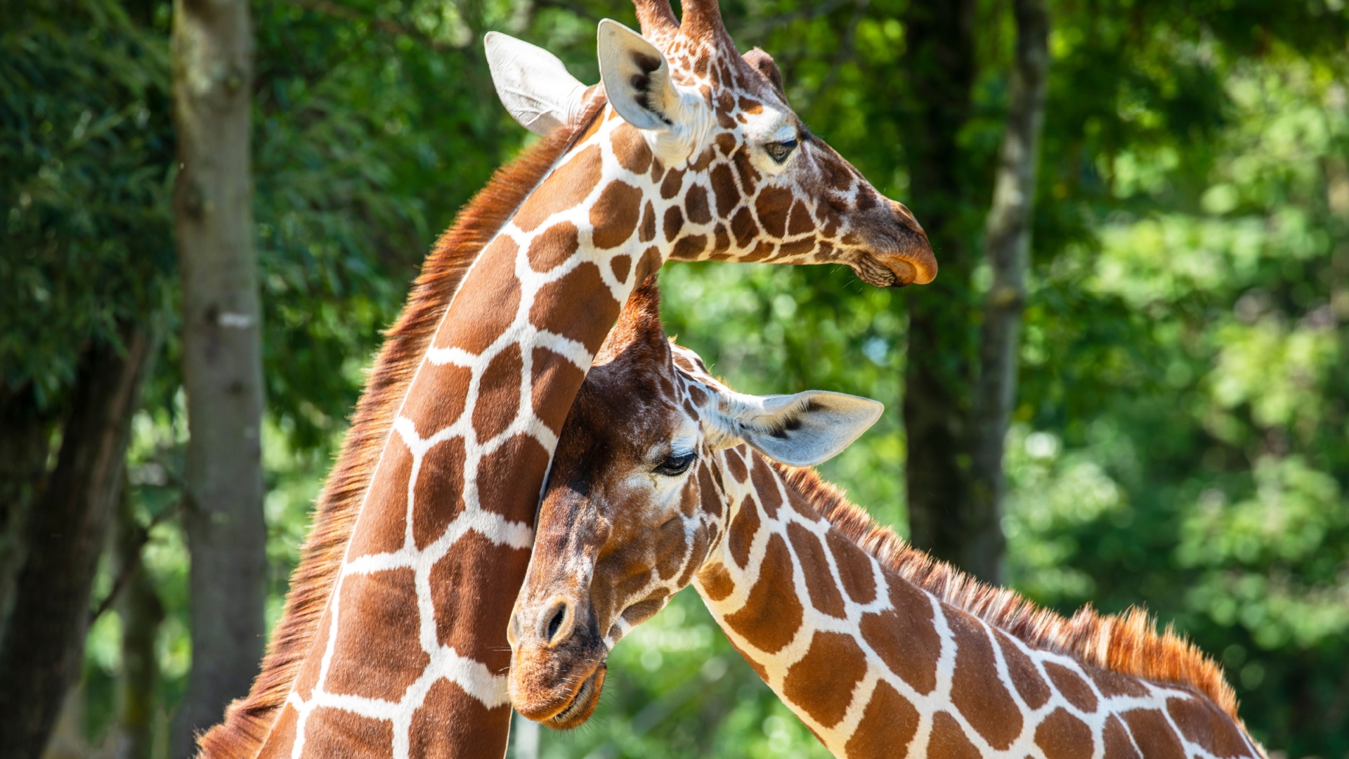 Weird facts about the animal kingdom that are actually true