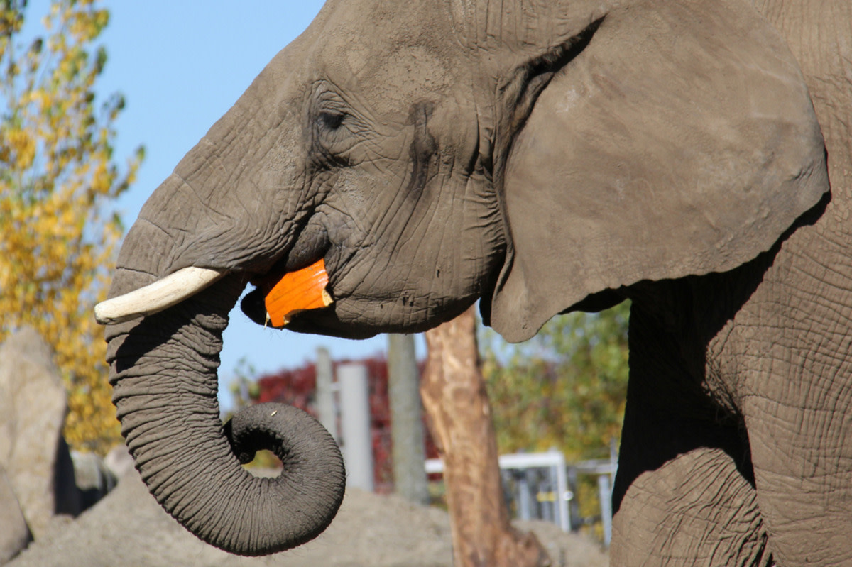 Elephant’s excitement over pumpkin pie treat is totally relatable