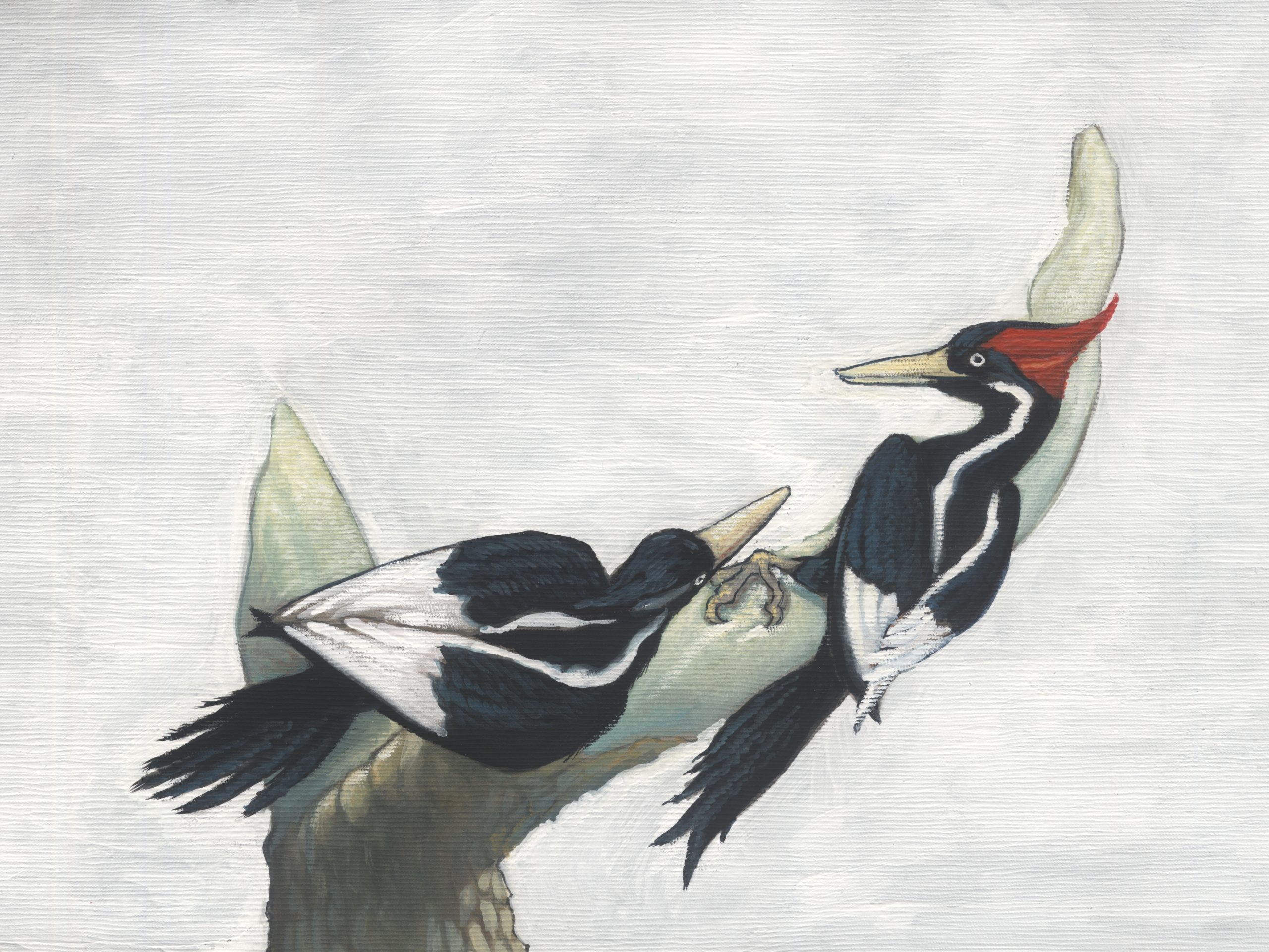 7 extinct birds that should never be forgotten