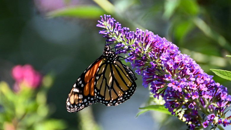 Beautiful flowers that'll attract helpful pollinators to your garden