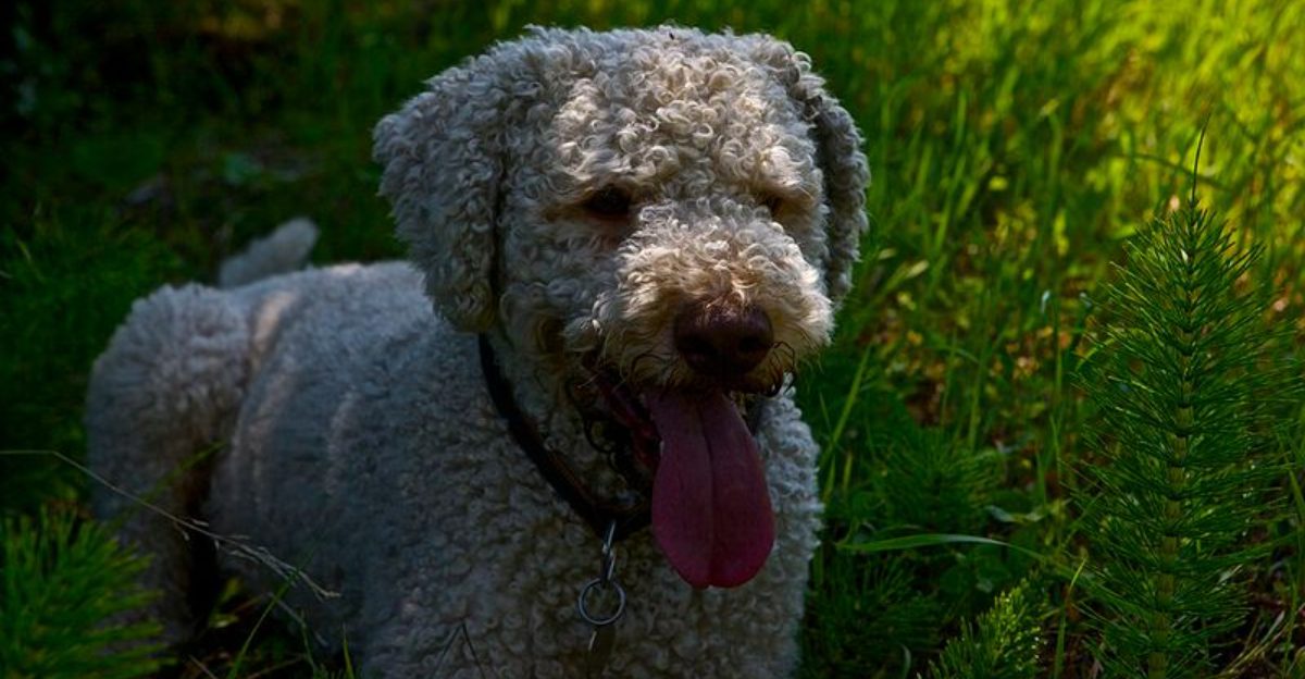 11 dog breeds that react to perfumes and air fresheners – what to ...
