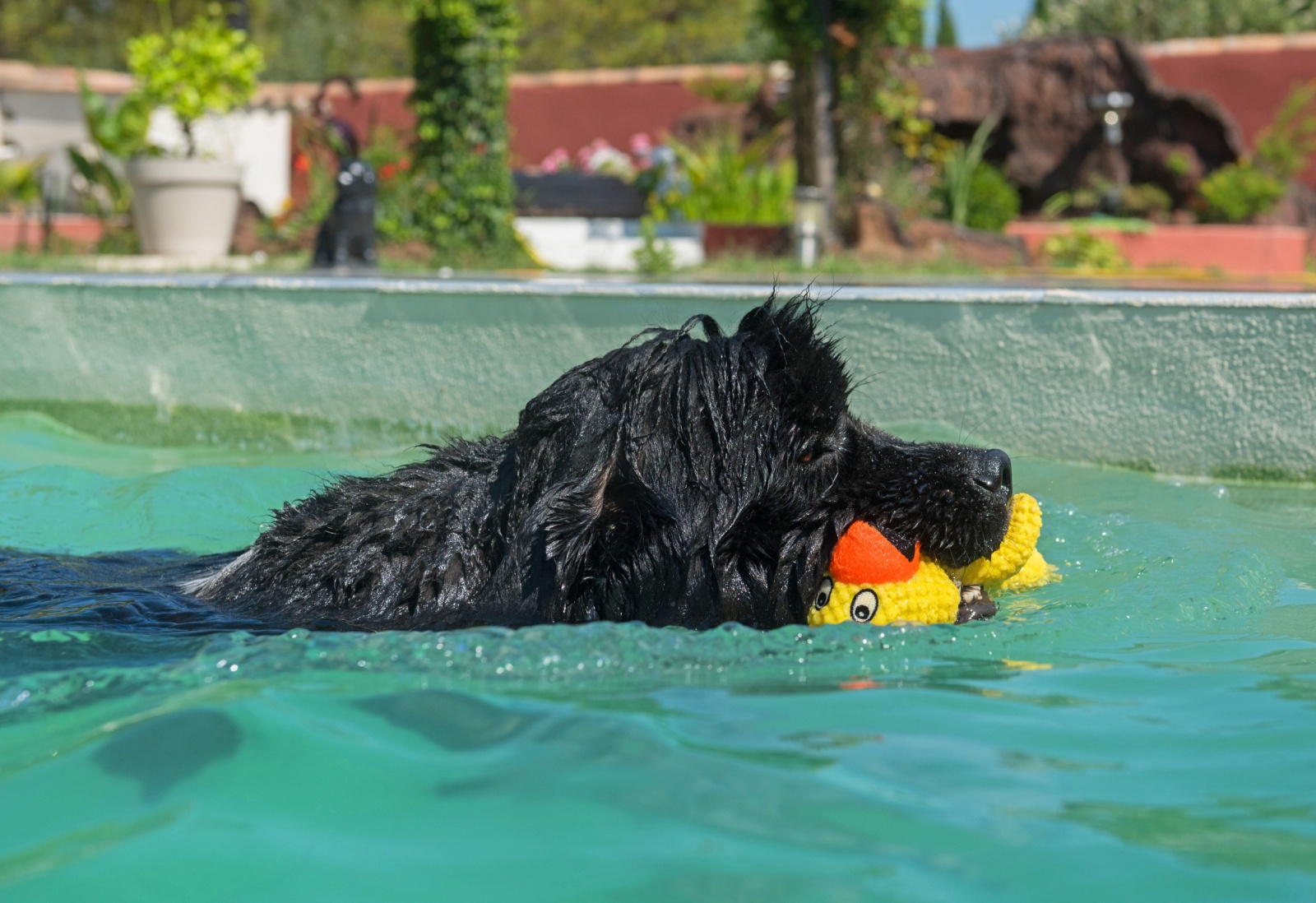 6 dog breeds that are made for swimming