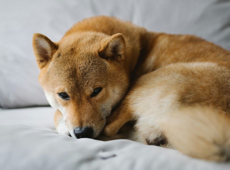 9 dog breeds perfect for introverts looking for a quiet, loyal companion