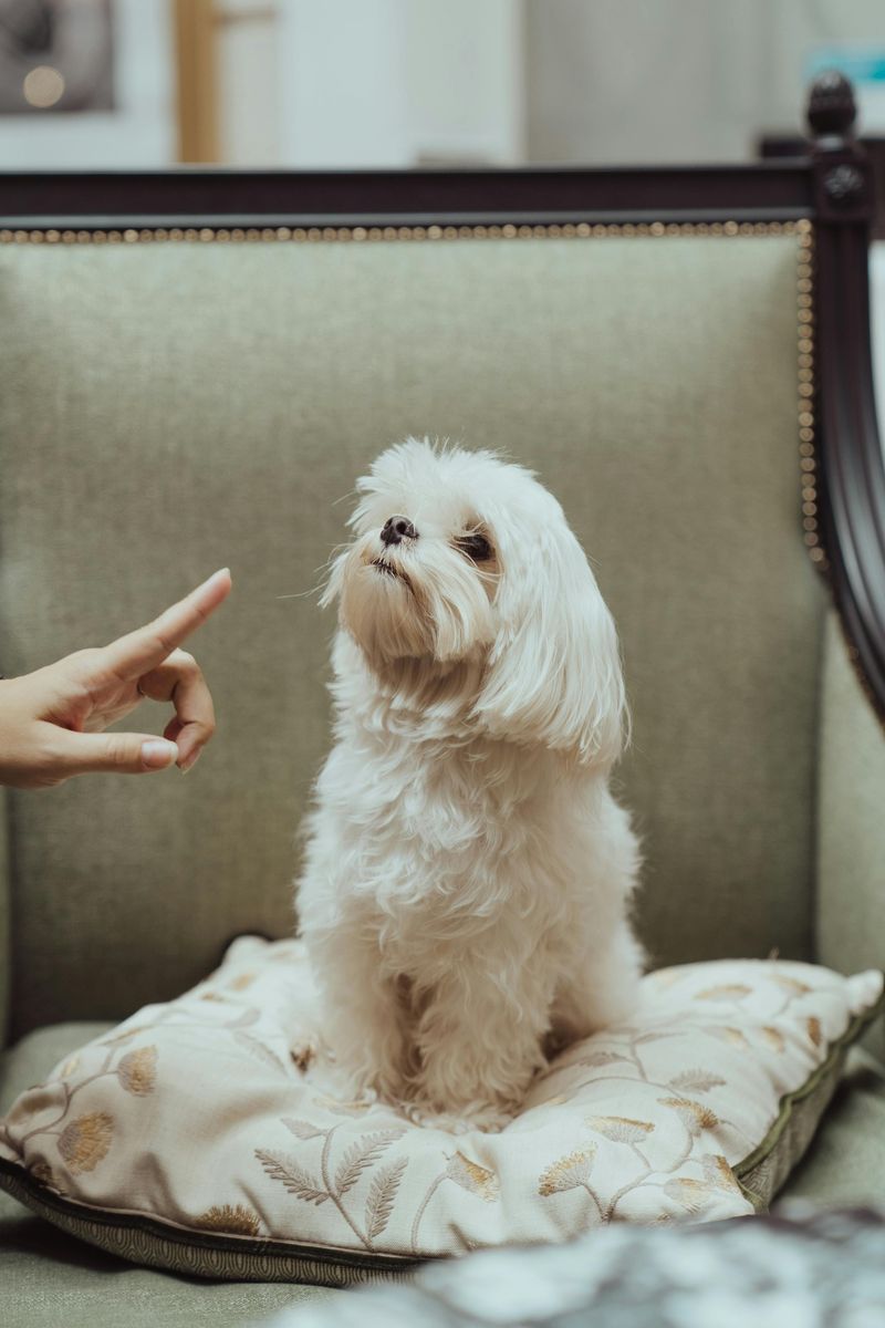 12 subtle things you do that confuse your dog