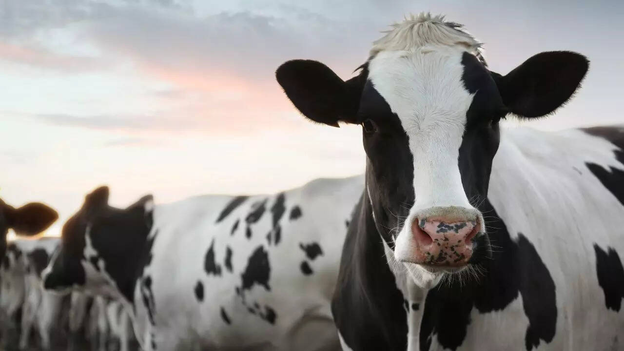 The strange story of cows that lived alone on a remote island for 130 years