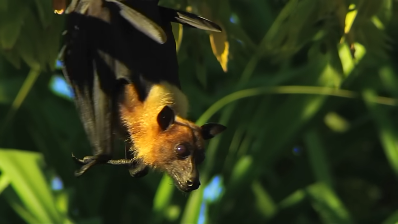 How bats quietly became some of the most capable creatures in the ...