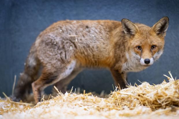 Fox that suffered intimate injury released back into wild after south ...