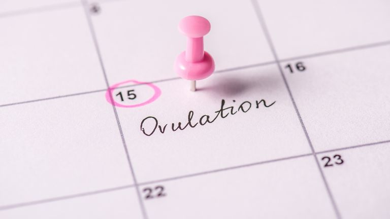 Why progesterone levels rise right after ovulation