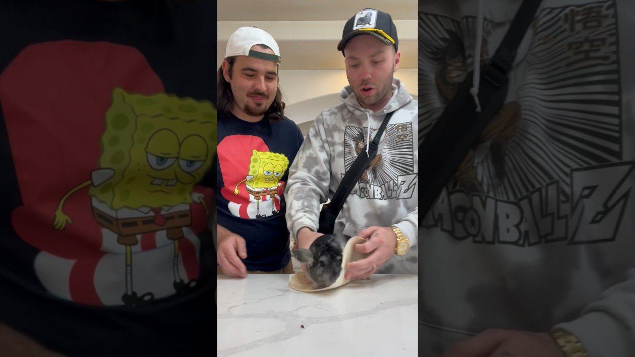 See how we prepare a delicious and extra thick chinchilla burrito for lunch