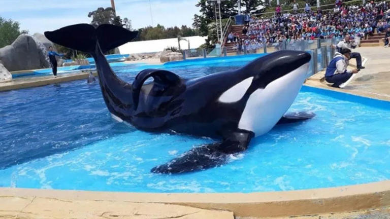 De qué murió Kshamenk, la conocida orca que vivió durante 33 años en ...