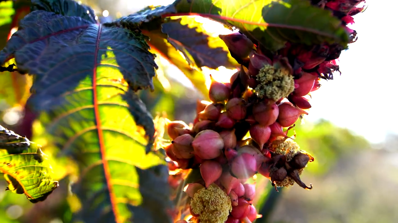 The assassin's favorite plant
