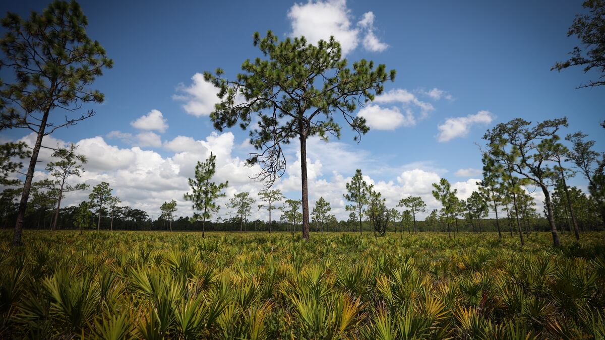 Controversial $2.5 billion Florida toll road through sensitive land ...