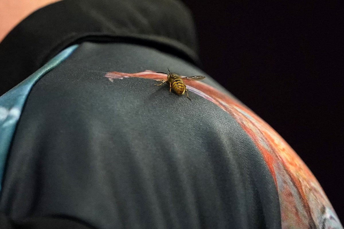 Ally Pally wasp causes chaos at World Darts Championship