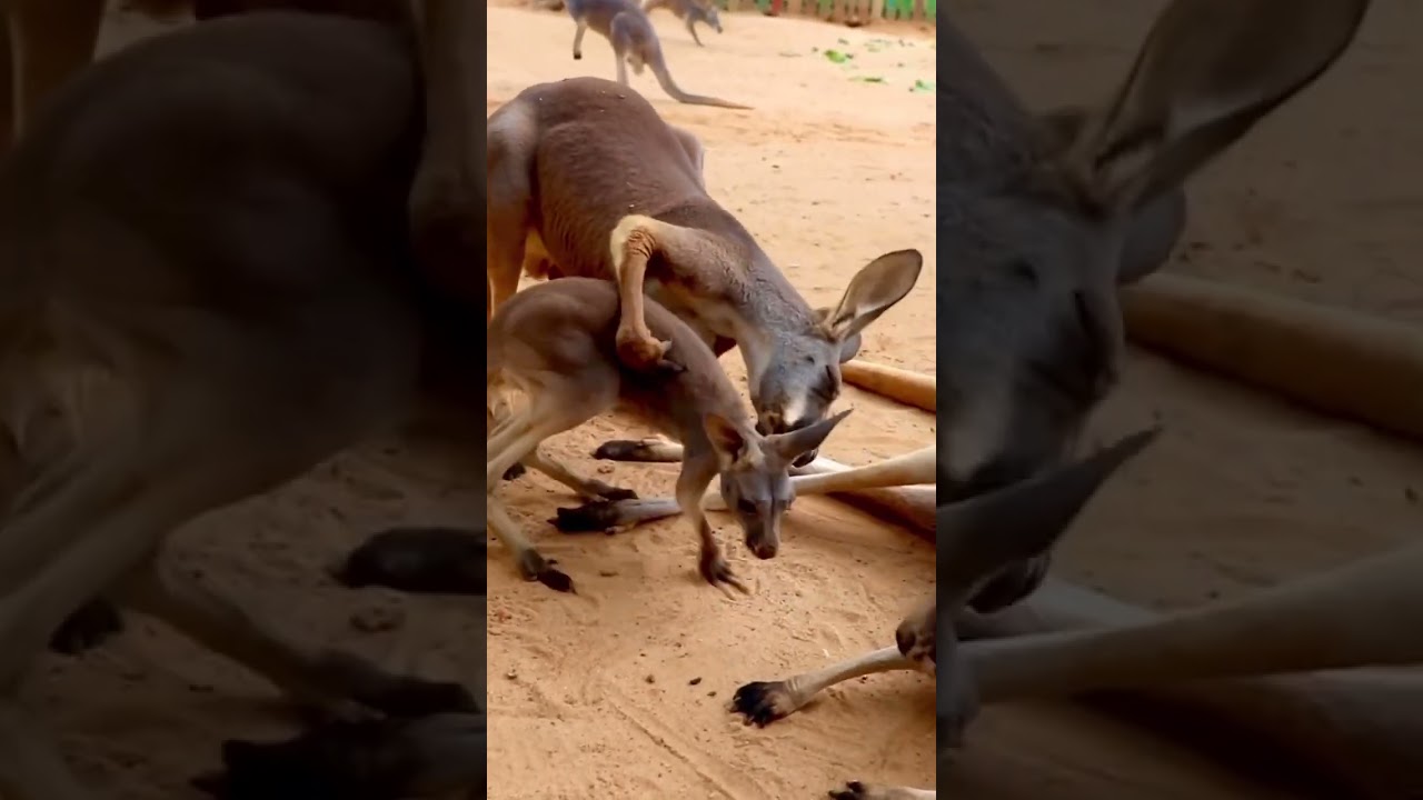 Wild marsupial mischief will definitely make you laugh out loud