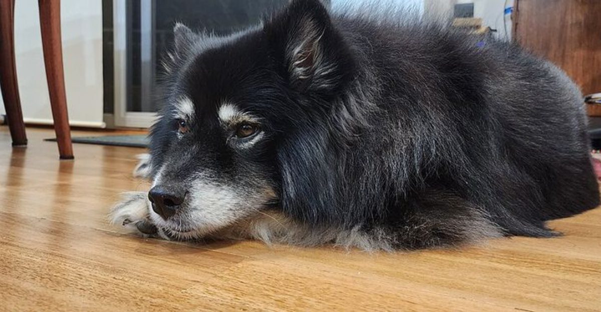 15 dog breeds that learn bad habits fast – and the one rule owners must ...