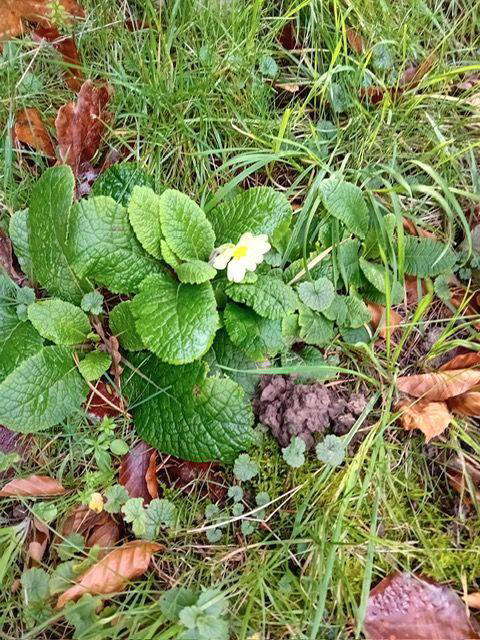 Catsfield Village Voice