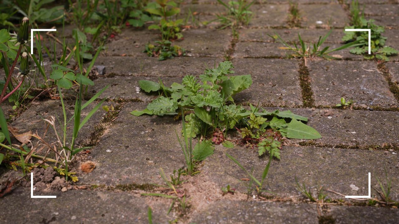 This expert-approved garden hack will kill your driveway weeds ...
