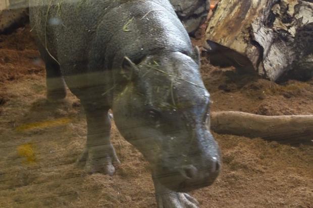 Colchester Zoo welcomes endangered male pygmy hippo from the Czech Republic