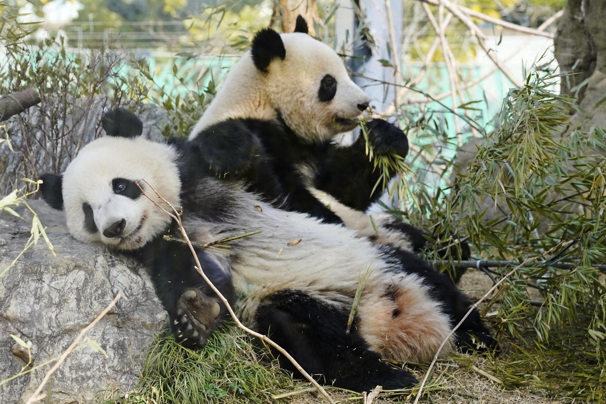 Twin pandas will leave Tokyo zoo and leave Japan without a panda for ...