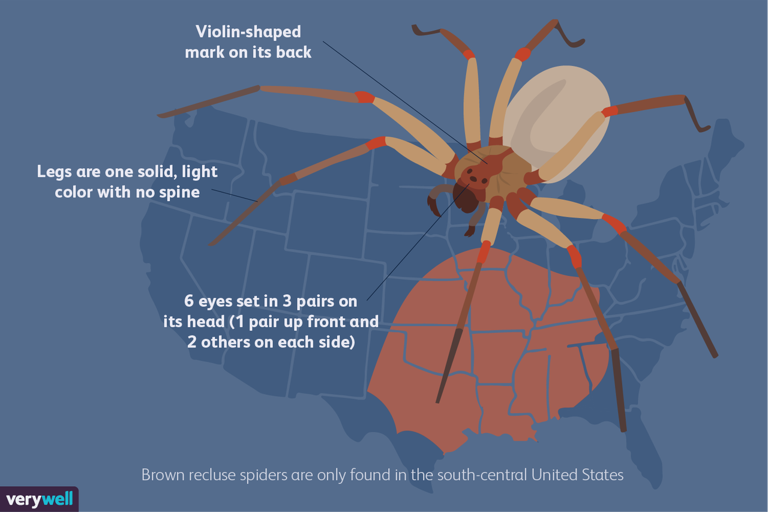 How to tell if you were bitten by a brown recluse spider