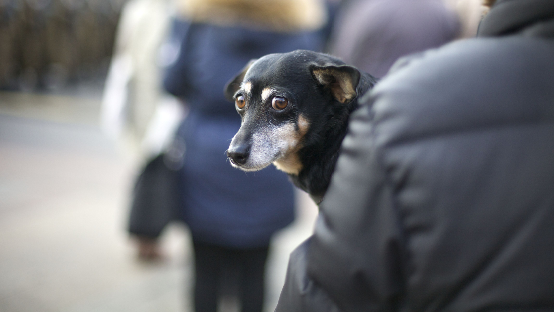 12 subtle things you do that confuse your dog