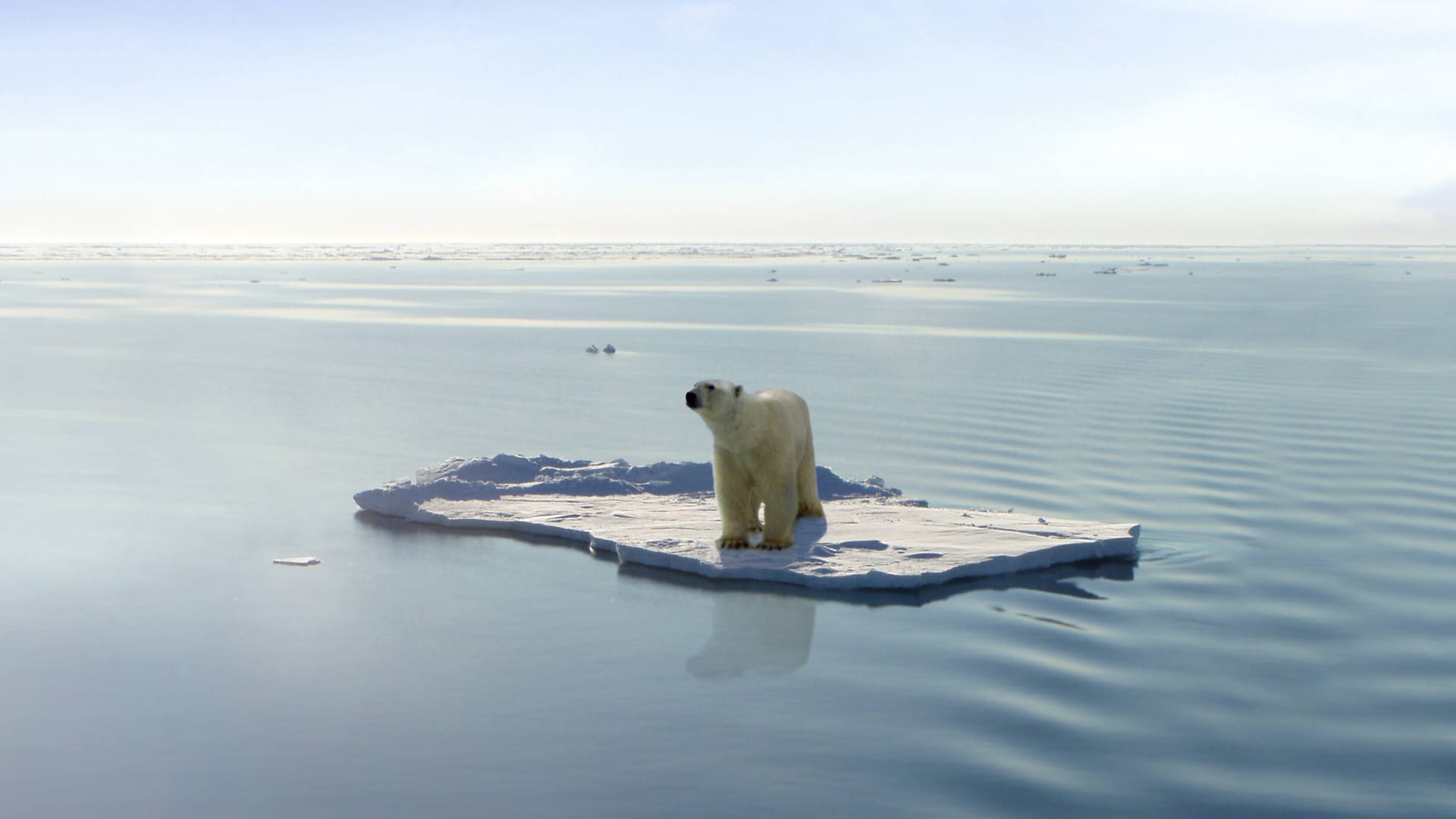 „Springende Gene“: So passen sich Eisbären an die Erwärmung der Arktis an