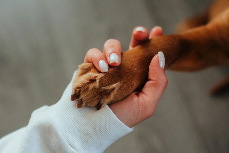 10 signs your dog thinks you’re part of their pack