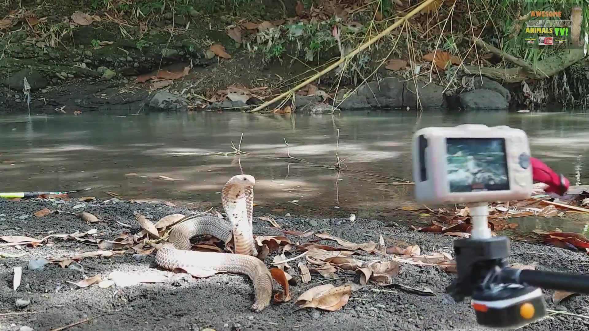 Documenting aggressive spitting cobra defensive attacks