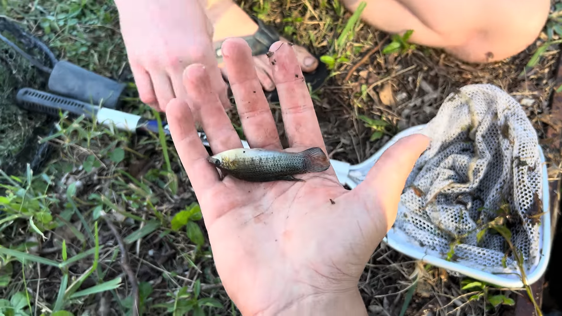 How aquarium fish ended up living inside this sewer