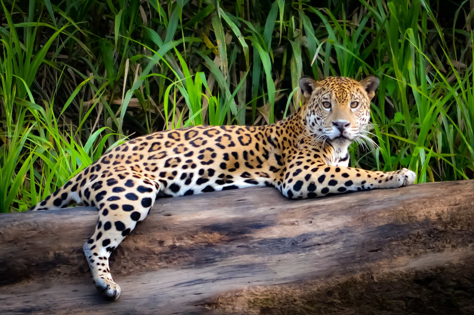 Resplendent rain forest residents