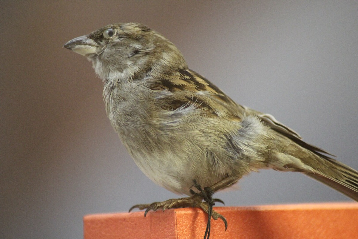 A sparrow died for knocking over 23,000 dominoes