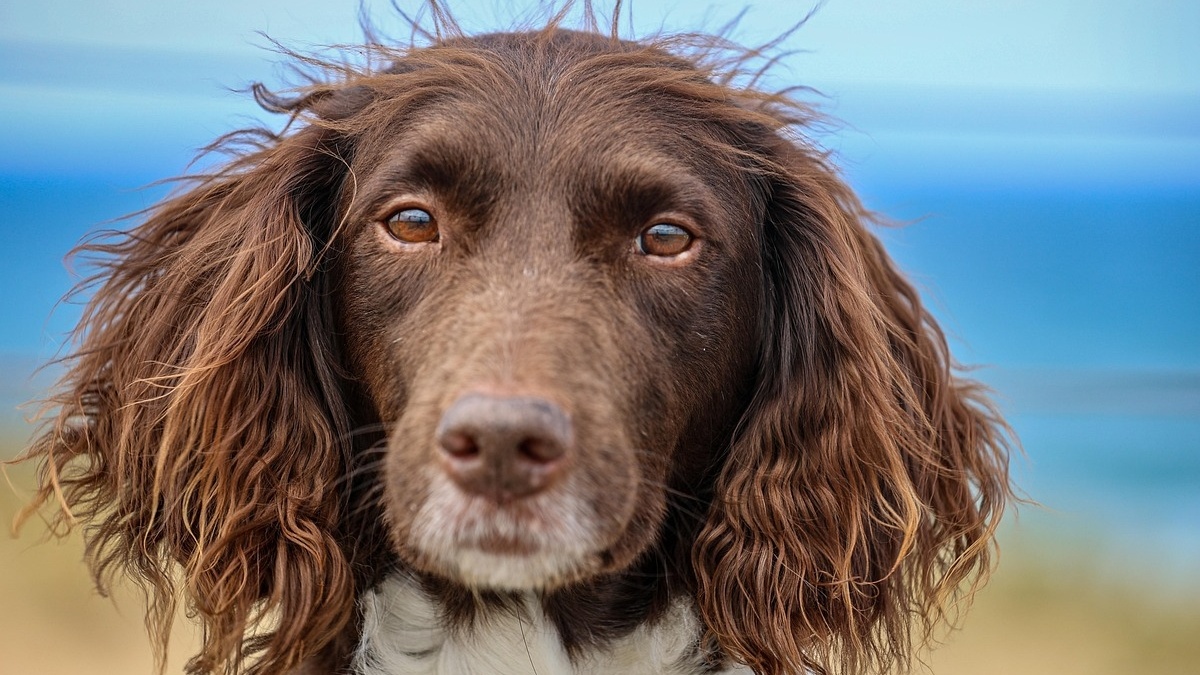 These 8 annoying behaviors of your dog are actually signs of his ...