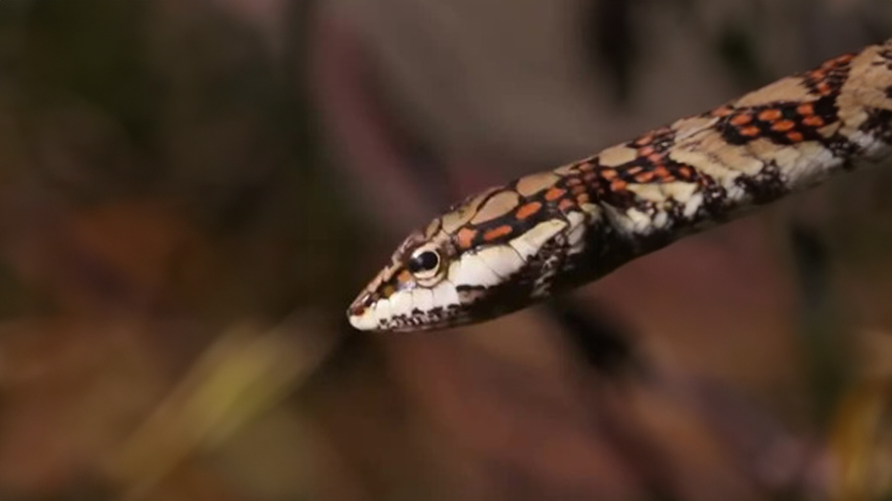 Caught: My rear-fanged snake capture