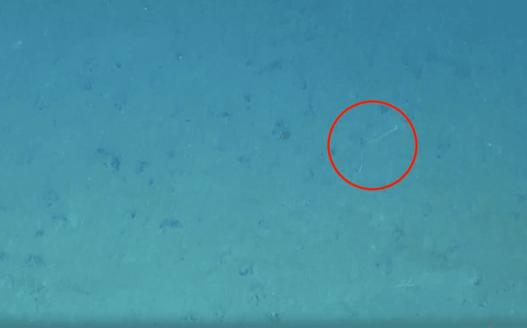 First-ever footage of a squid disguising itself on seafloor 4,100 ...