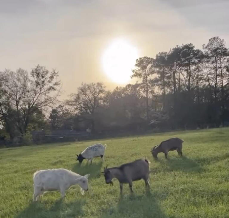 Goat stranded alone on island finally learns what it’s like to have a ...
