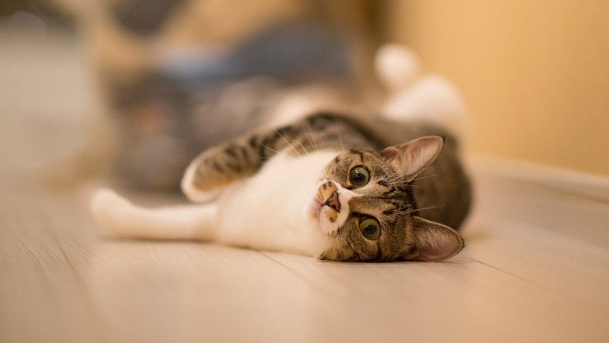 Tell your cat how much you love him in his own language (so he ...