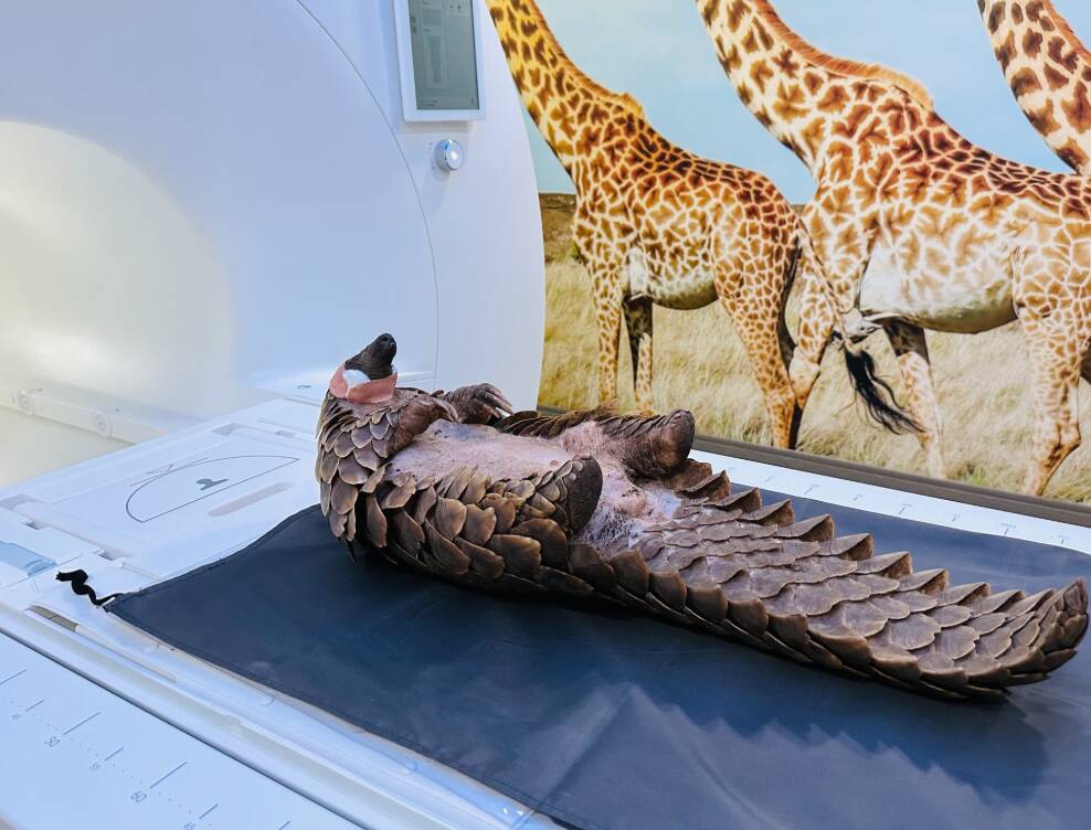 Rare animal rescued from traffickers undergoes risky procedure to save ...
