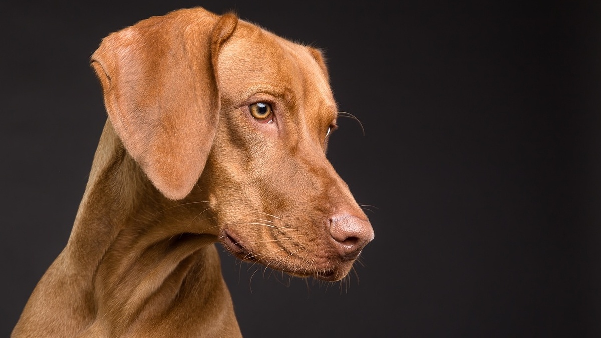 These 8 annoying behaviors of your dog are actually signs of his ...