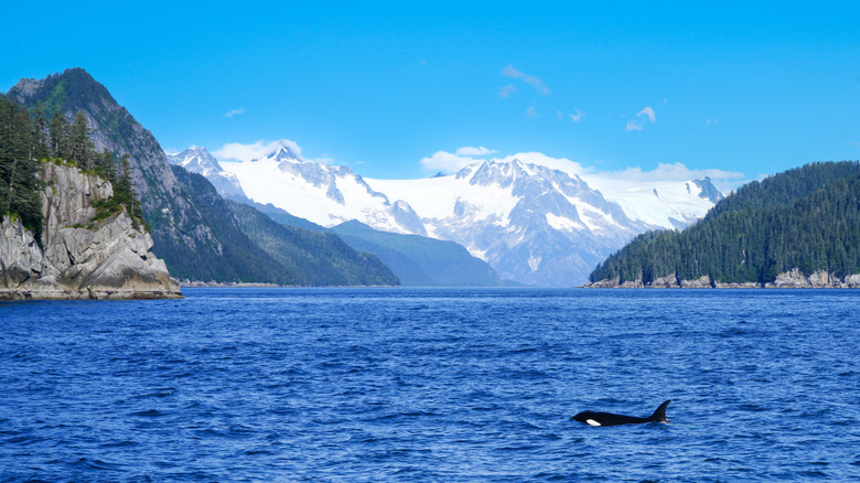 The 5 best American destinations to see orcas in the wild, according to ...