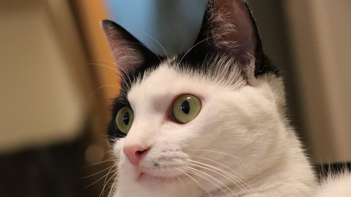 Pulgas en gatos: cómo detectarlas y eliminarlas a tiempo