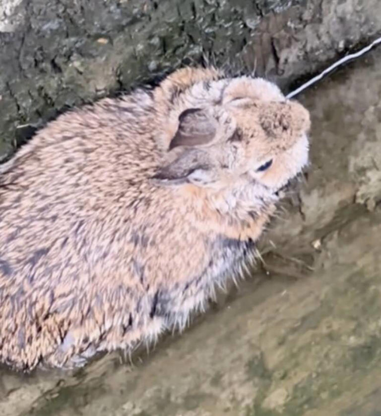 Woman spots fuzzy lump in boat dock crevice — then realizes it's breathing